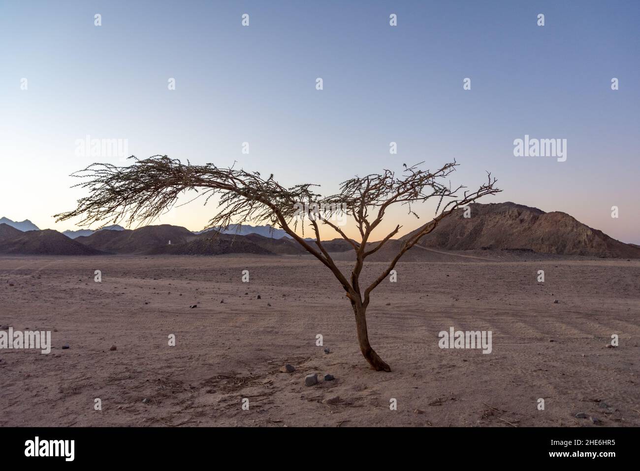 A lone tree in the Sahara desert, Egypt Stock Photo - Alamy