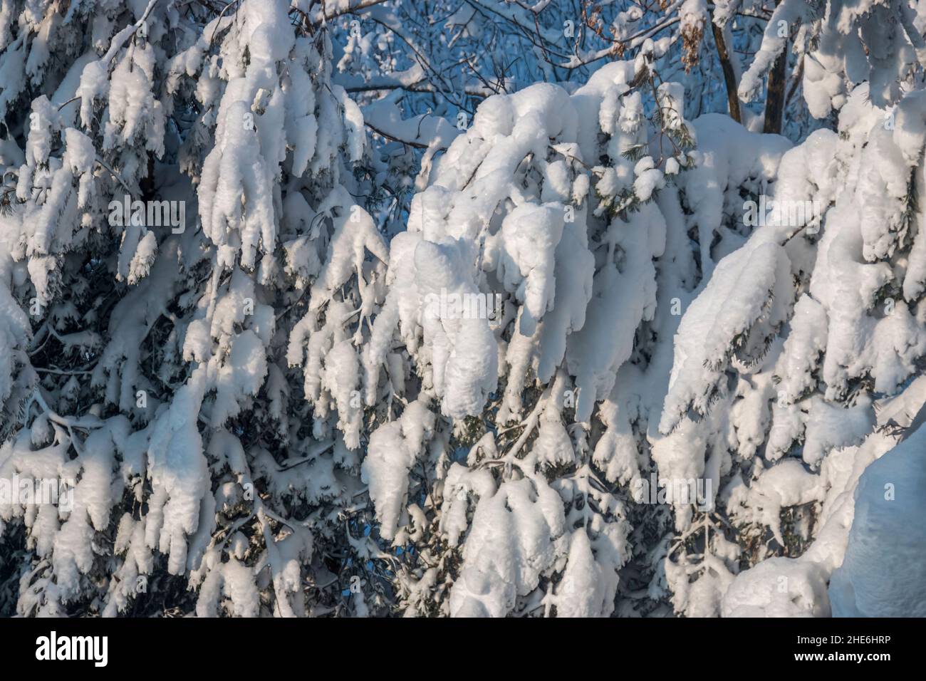 Tree branches covered with heavy snow. Beautiful snowy trees in ...