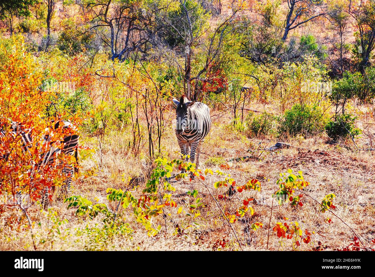Forest in africa hi-res stock photography and images - Alamy