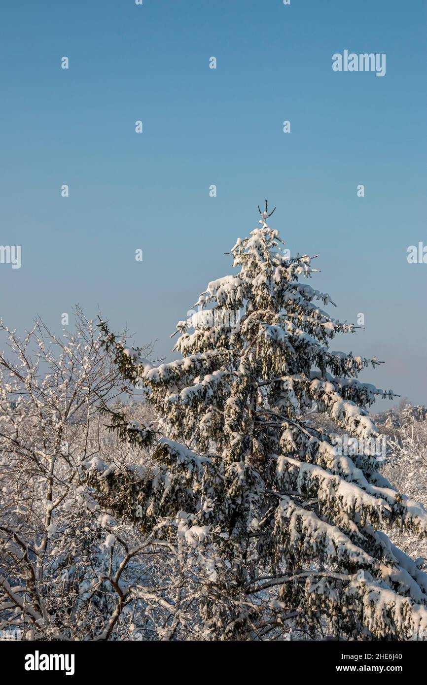 Tree branches covered with heavy snow. Beautiful snowy trees in ...