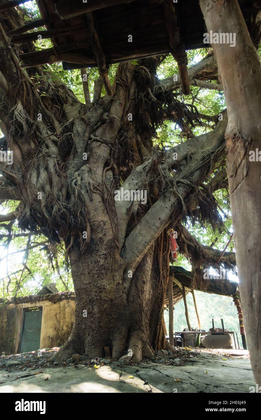 A close up shot of Ficus religiosa tree trunk.It is also known as the ...