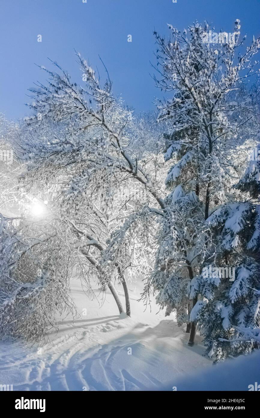 Tree branches covered with heavy snow. Beautiful snowy trees in ...
