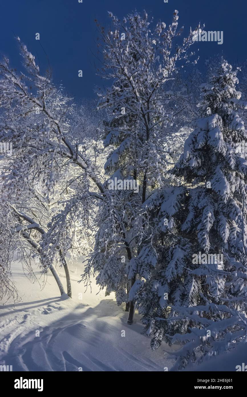 Tree branches covered with heavy snow. Beautiful snowy trees in mountainside. Thick layer of ...