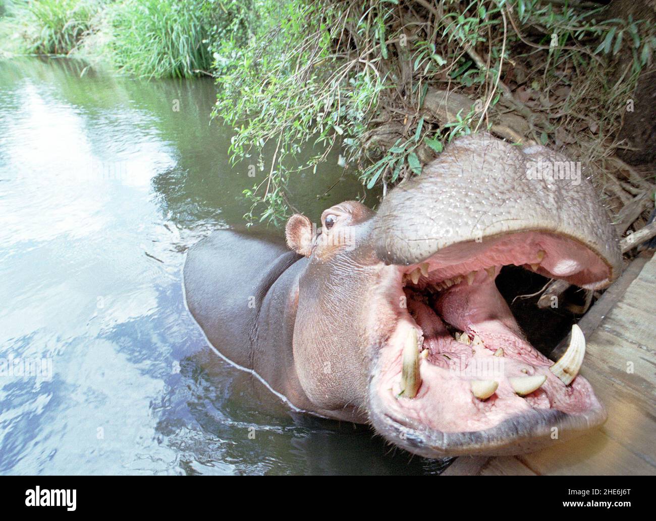 JESS THE HIPPO THE ONLY TAME HIPPO IN THE WORLD WHO HAS BEEN RAISED BY ...