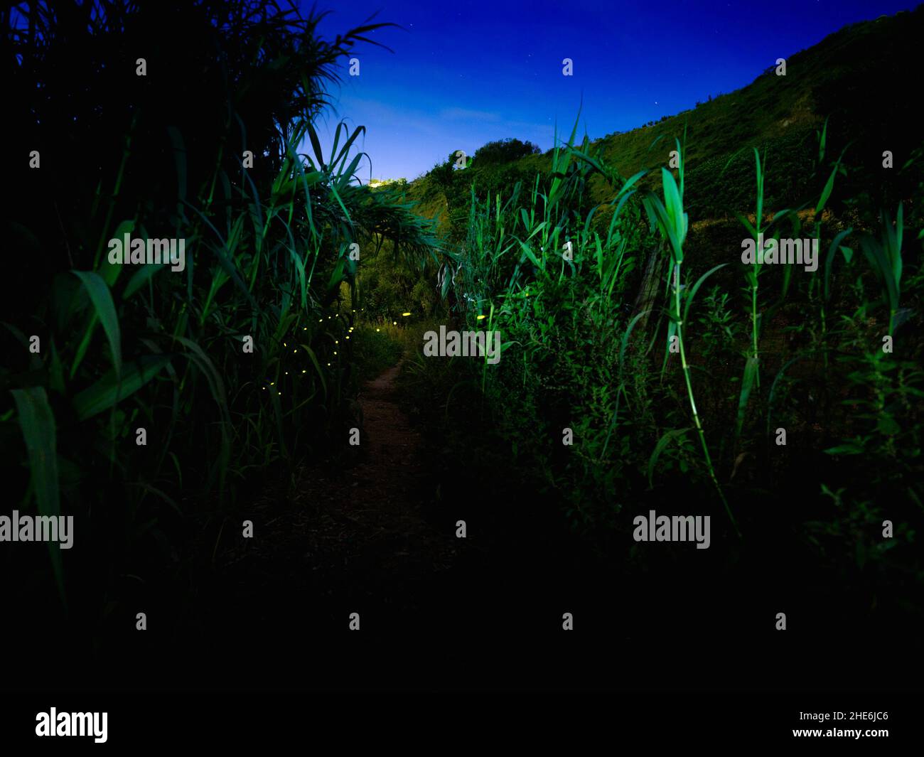 Fireflies in flight hi-res stock photography and images - Alamy