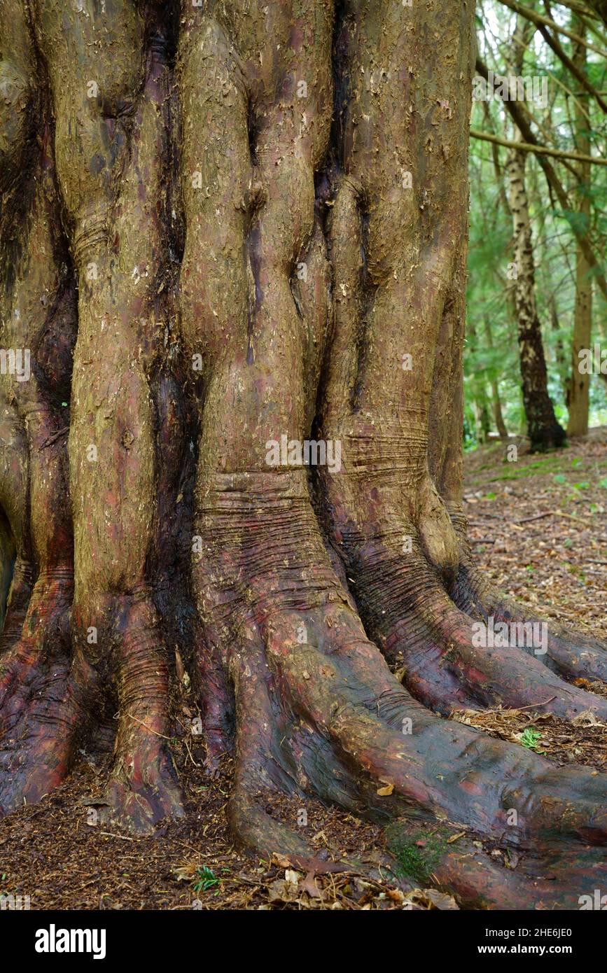 Yew bole hi-res stock photography and images - Alamy