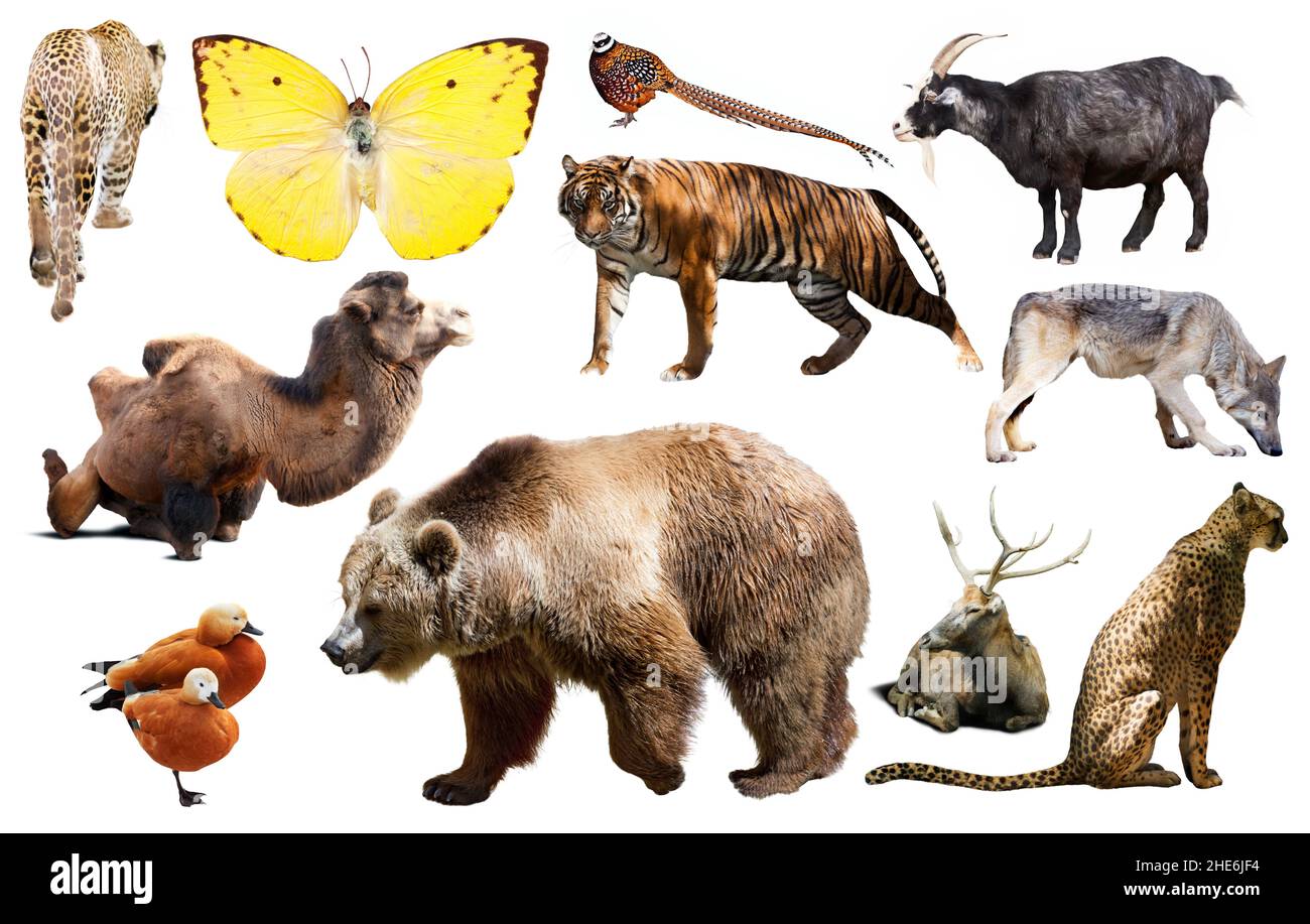 asia animals isolated Stock Photo - Alamy