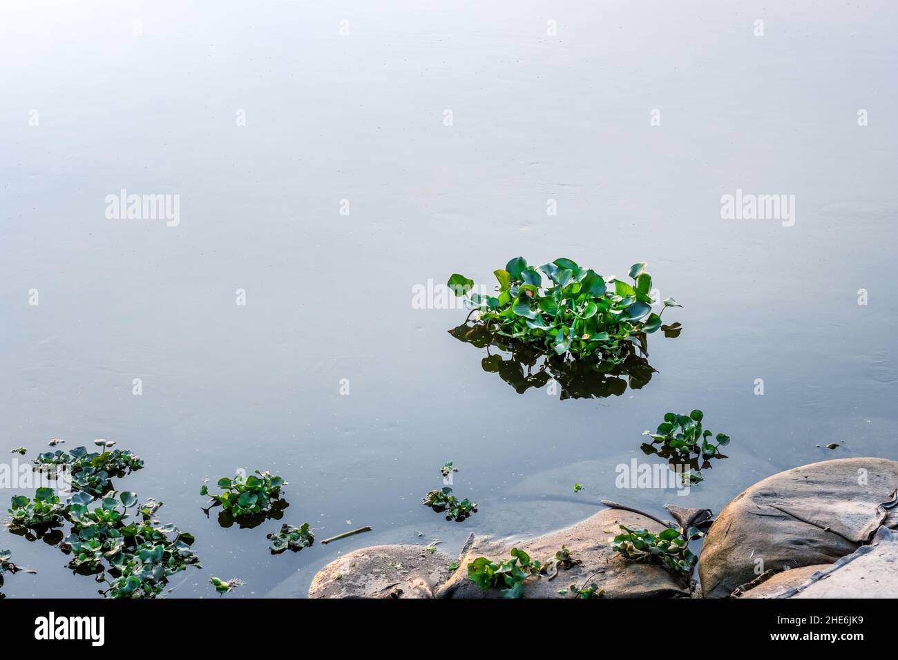 Close up view of floating water hyacinth or eichhornia plant on the ...