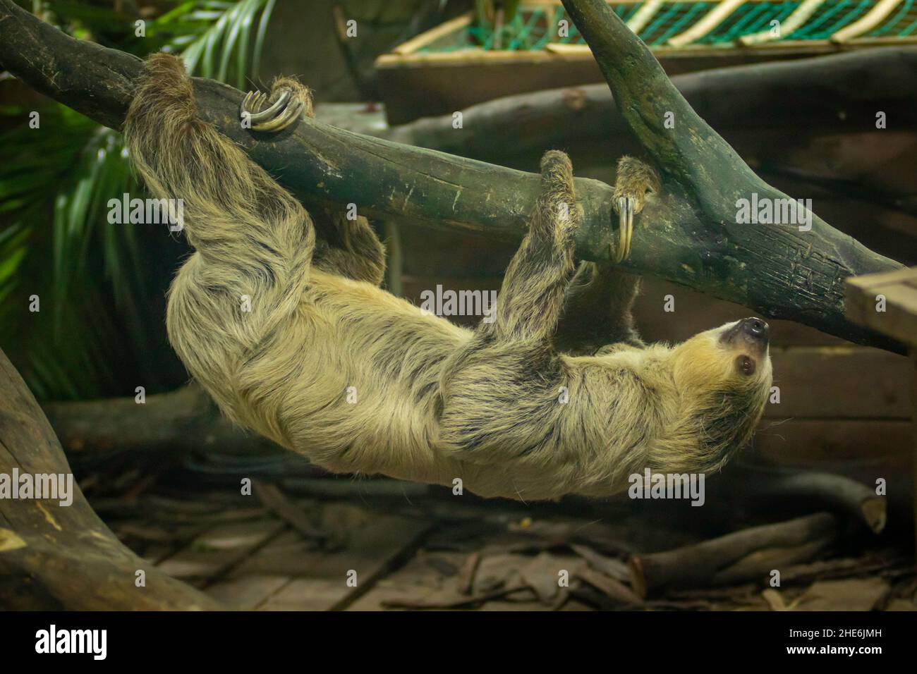Cute Linnaeus's two-toed sloth sleeping while hanging on a tree branch ...