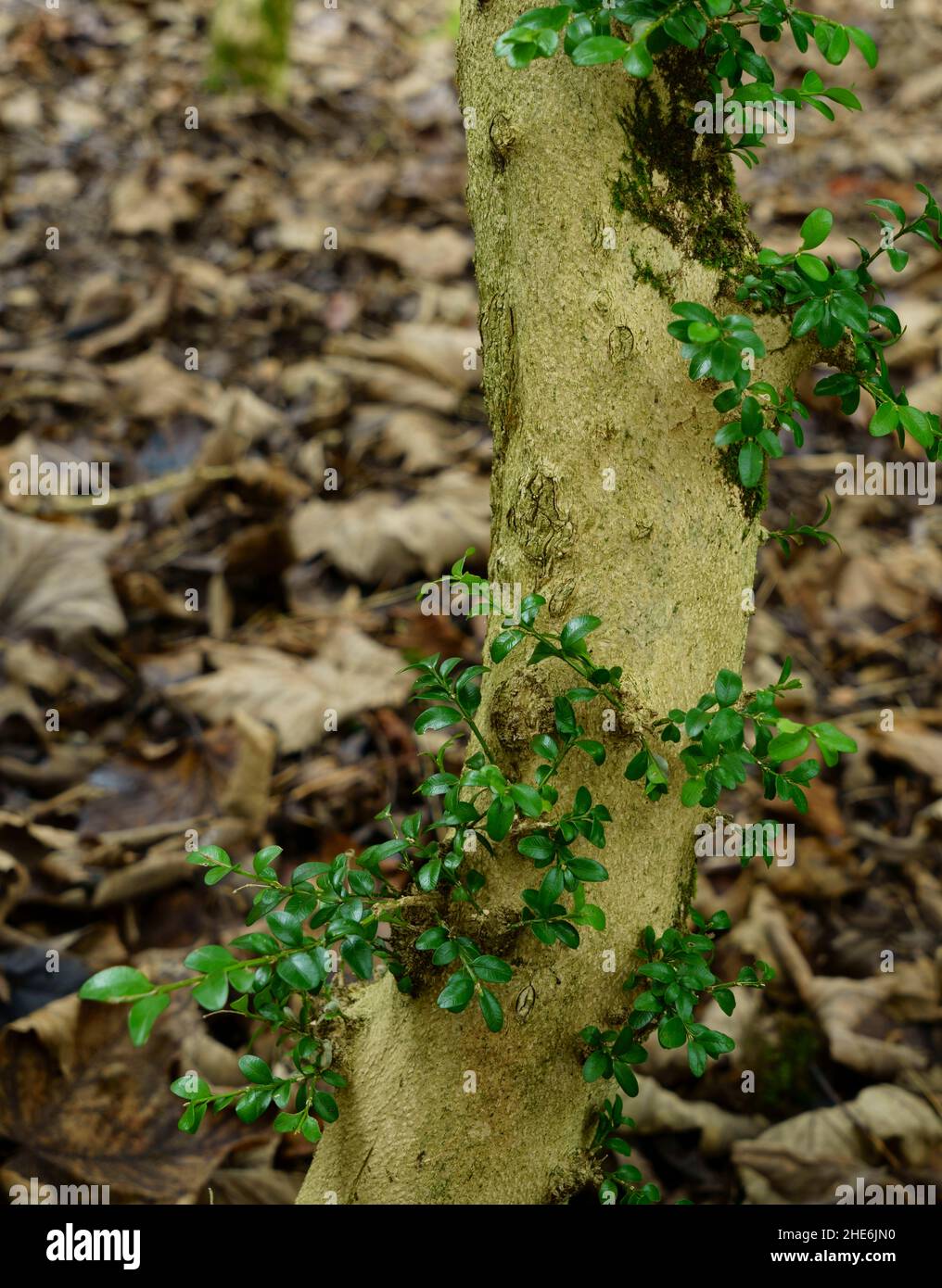 Box tree hi-res stock photography and images - Alamy