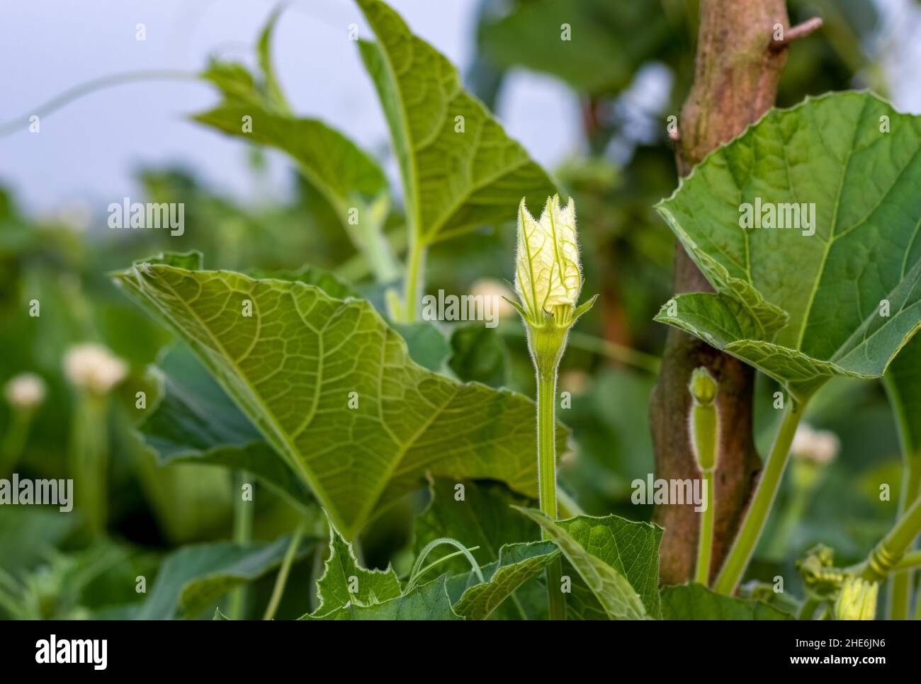 A bottle gourd or calabash flower blooming inside of an agricultural ...