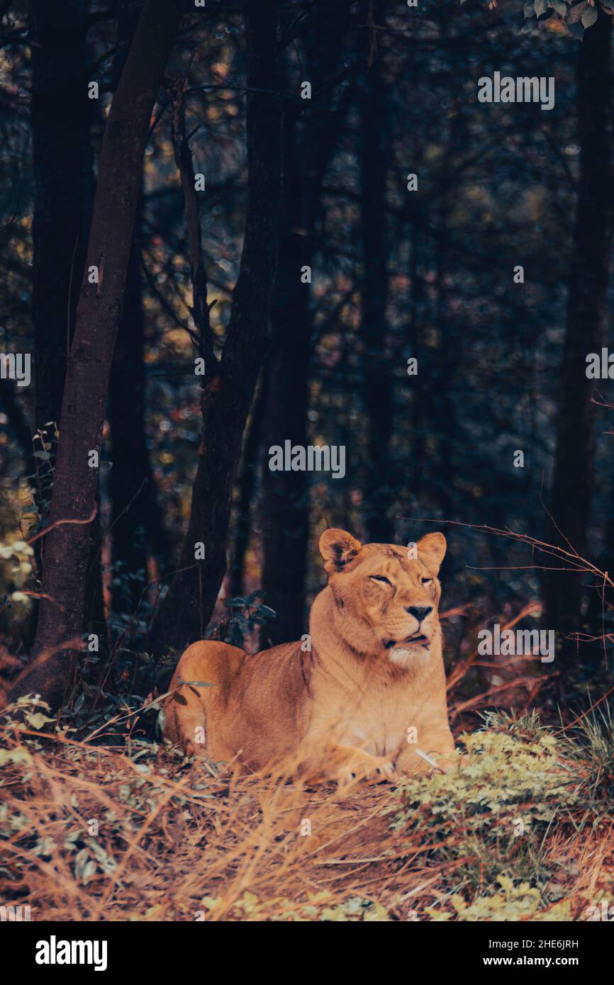 Big lioness hi-res stock photography and images - Alamy