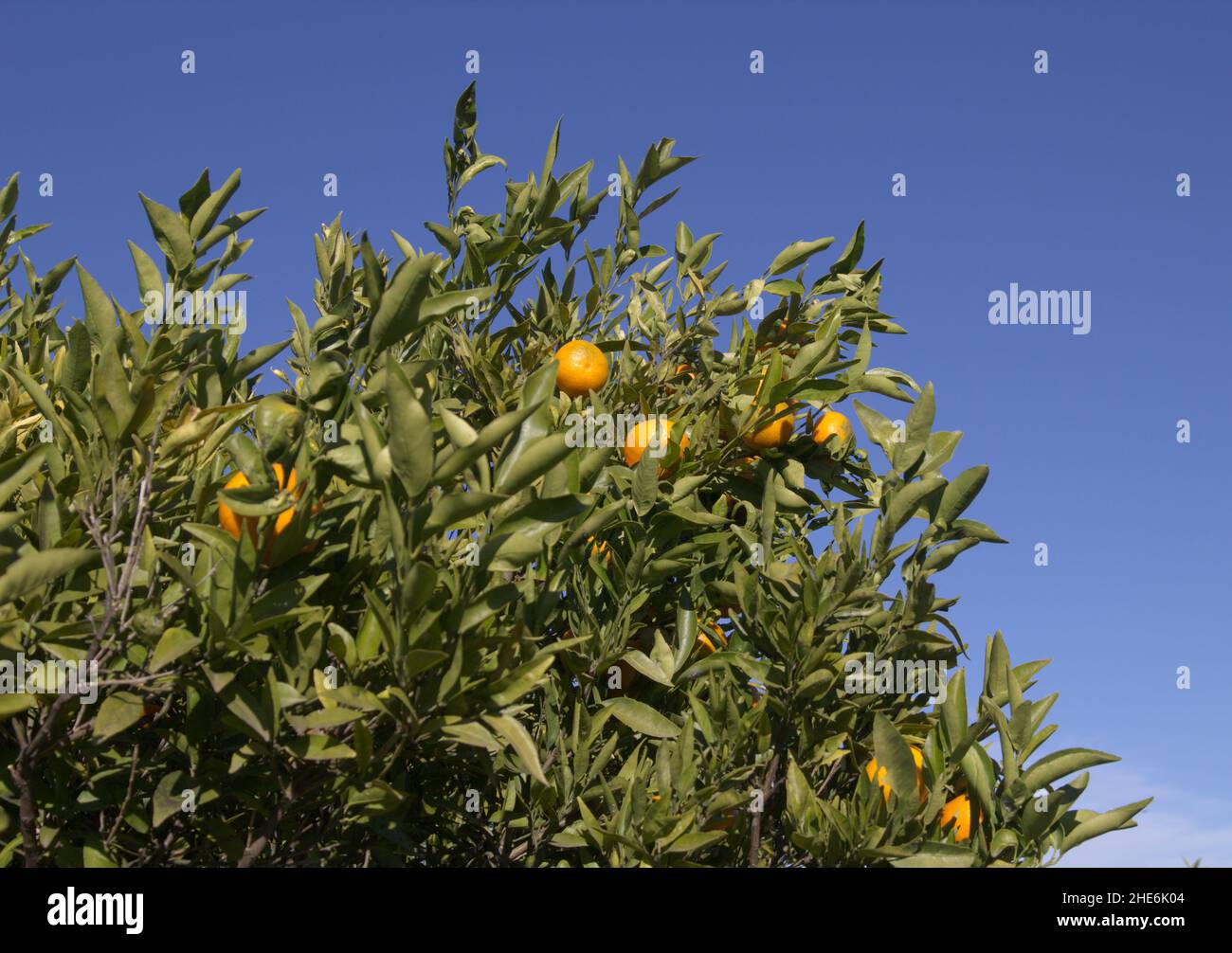 Agriculture of Valencia - Orange fruit on branches in the beginning of ...
