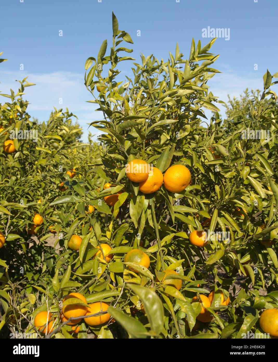 Agriculture of Valencia - Orange fruit on branches in the beginning of ...