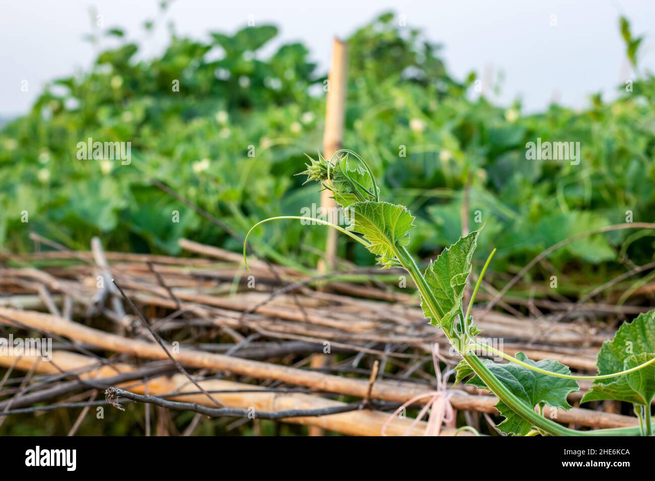 Growing a fresh creeper of calabash or bottle gourd vegetable on a ...