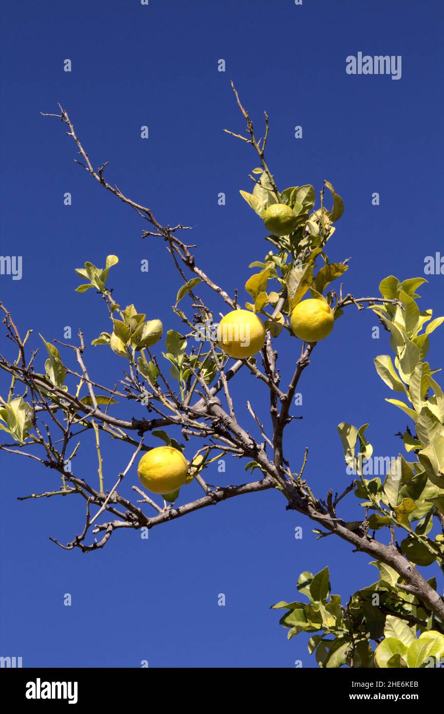 The trees ellipsoidal yellow fruit hi-res stock photography and images ...