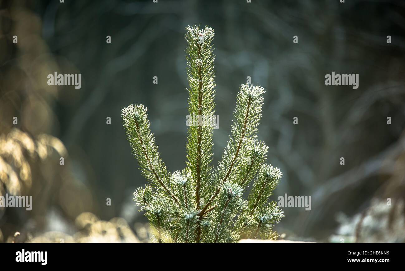 A single, young fir tree with a sprinkling of snow on it, with a de ...