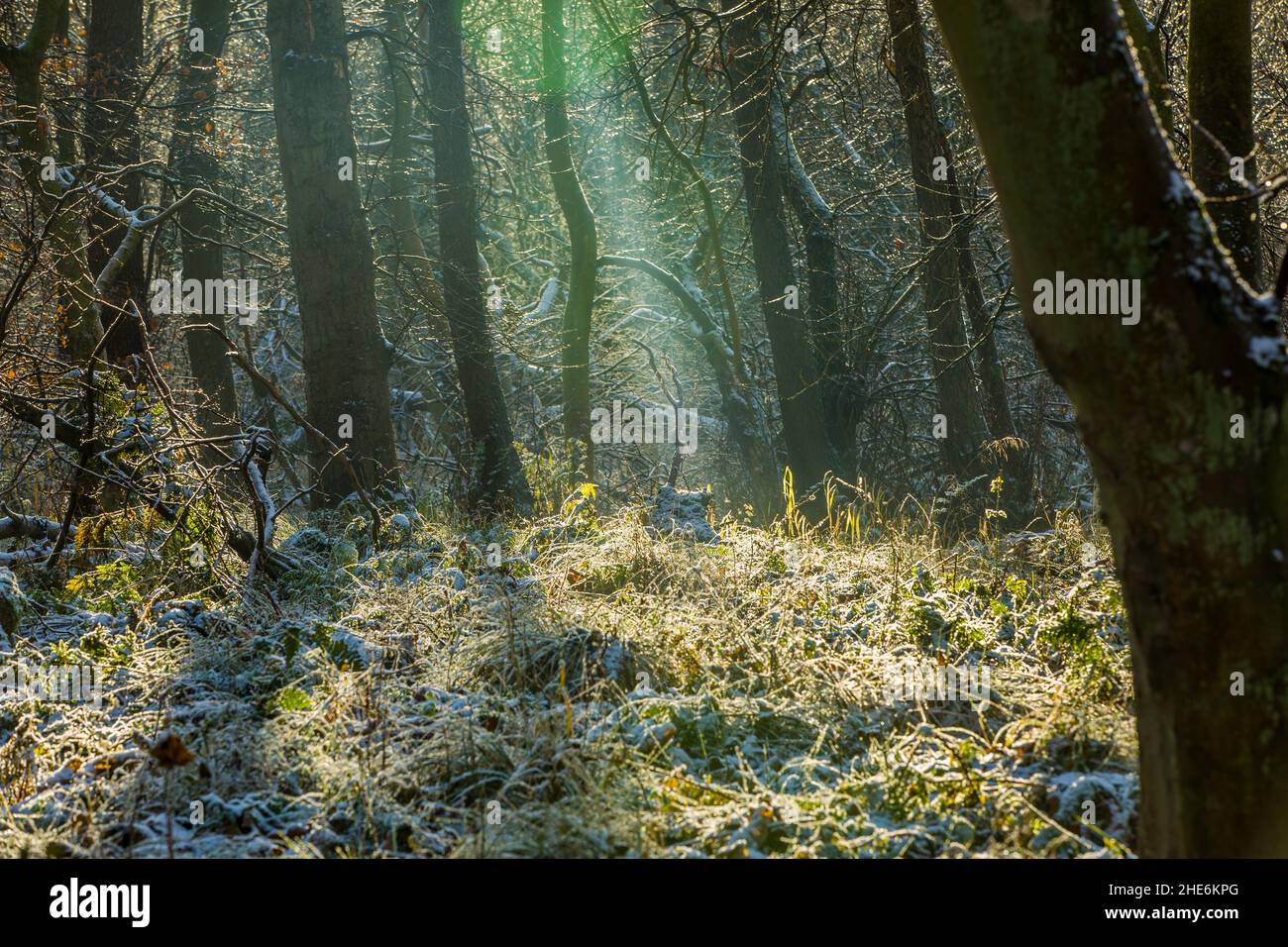 A winter woodland setting, with a sprinkling of snow covering the tree ...