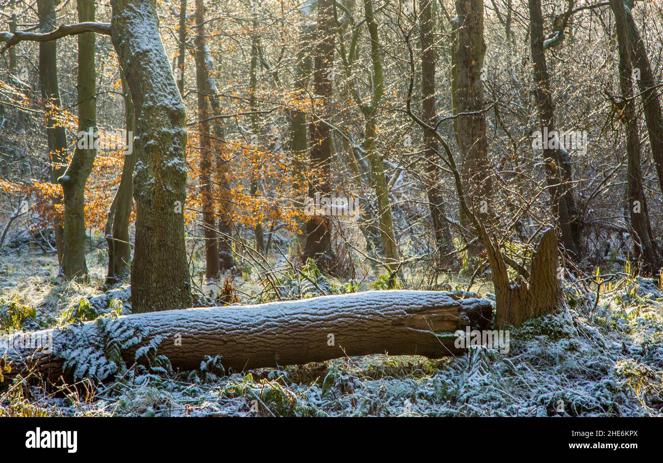 A winter woodland setting, with a sprinkling of snow covering the tree ...