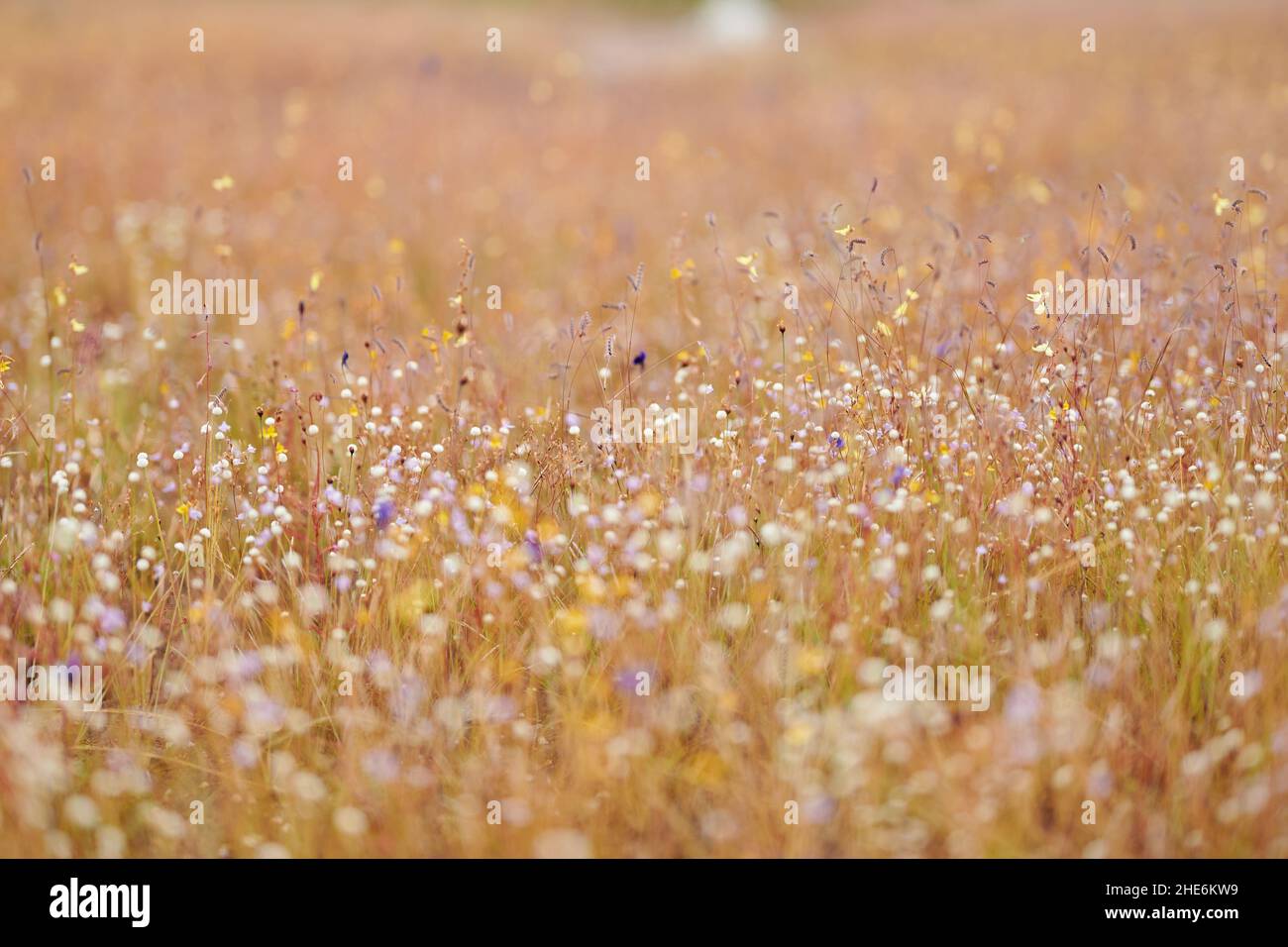 Dong na tam hi-res stock photography and images - Alamy