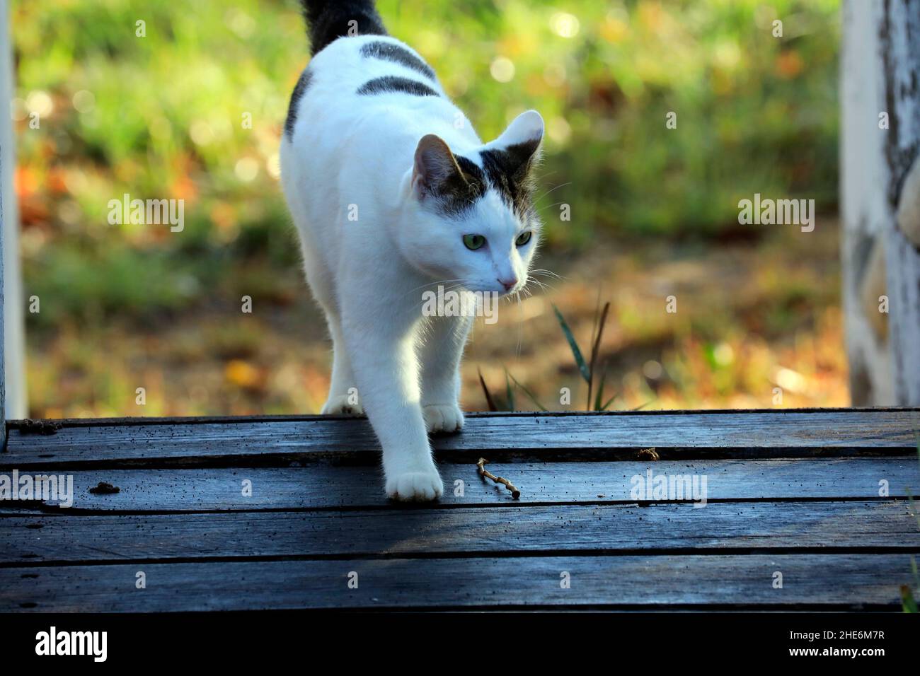 Domestic cat (felis catus) walking over wooden bridge on farm Stock ...