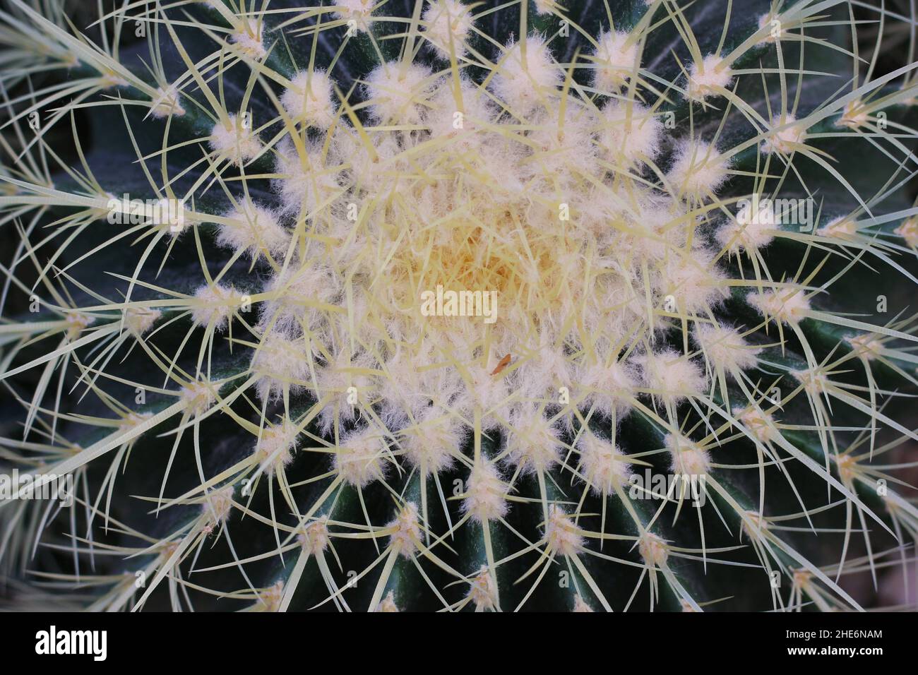 Beautiful closeup of a gorgeous desert cactus growing in the sunny ...