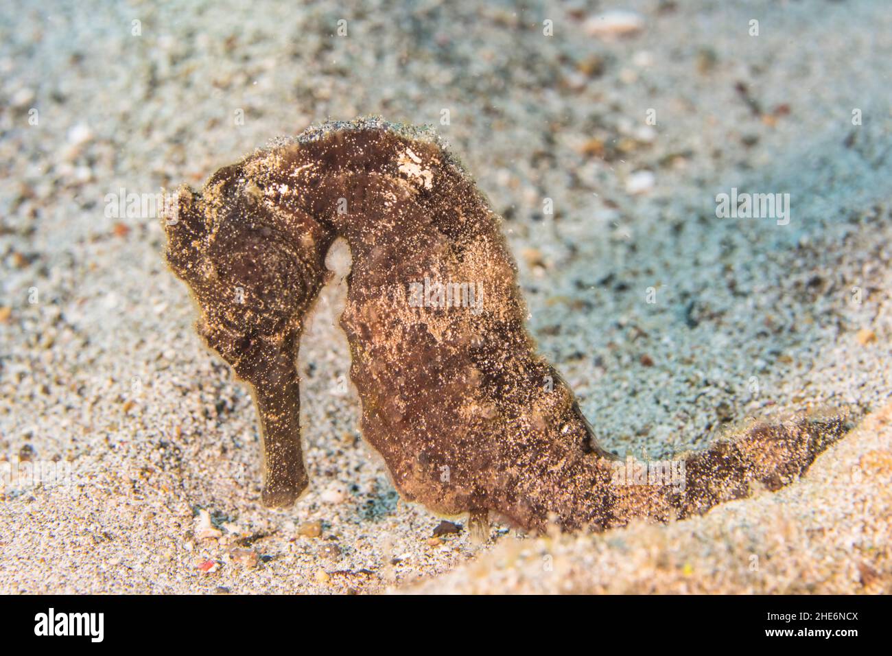 Macro of seahorse in the reef of the caribbean hi-res stock photography ...
