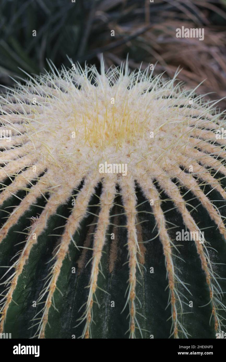 Beautiful closeup of a gorgeous desert cactus growing in the sunny ...