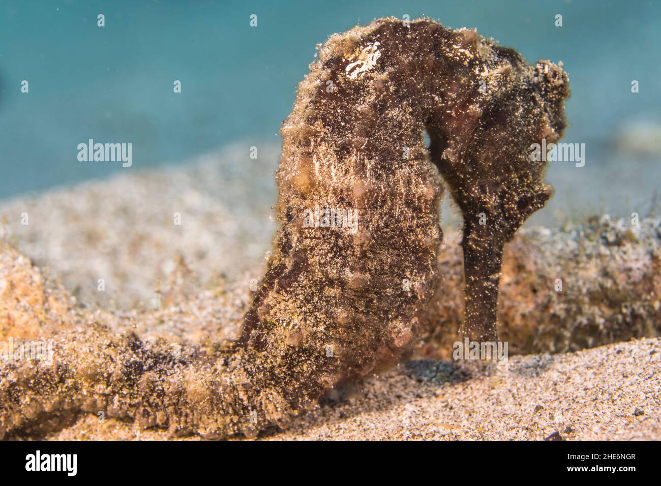 Macro of seahorse in the reef of the caribbean hi-res stock photography ...