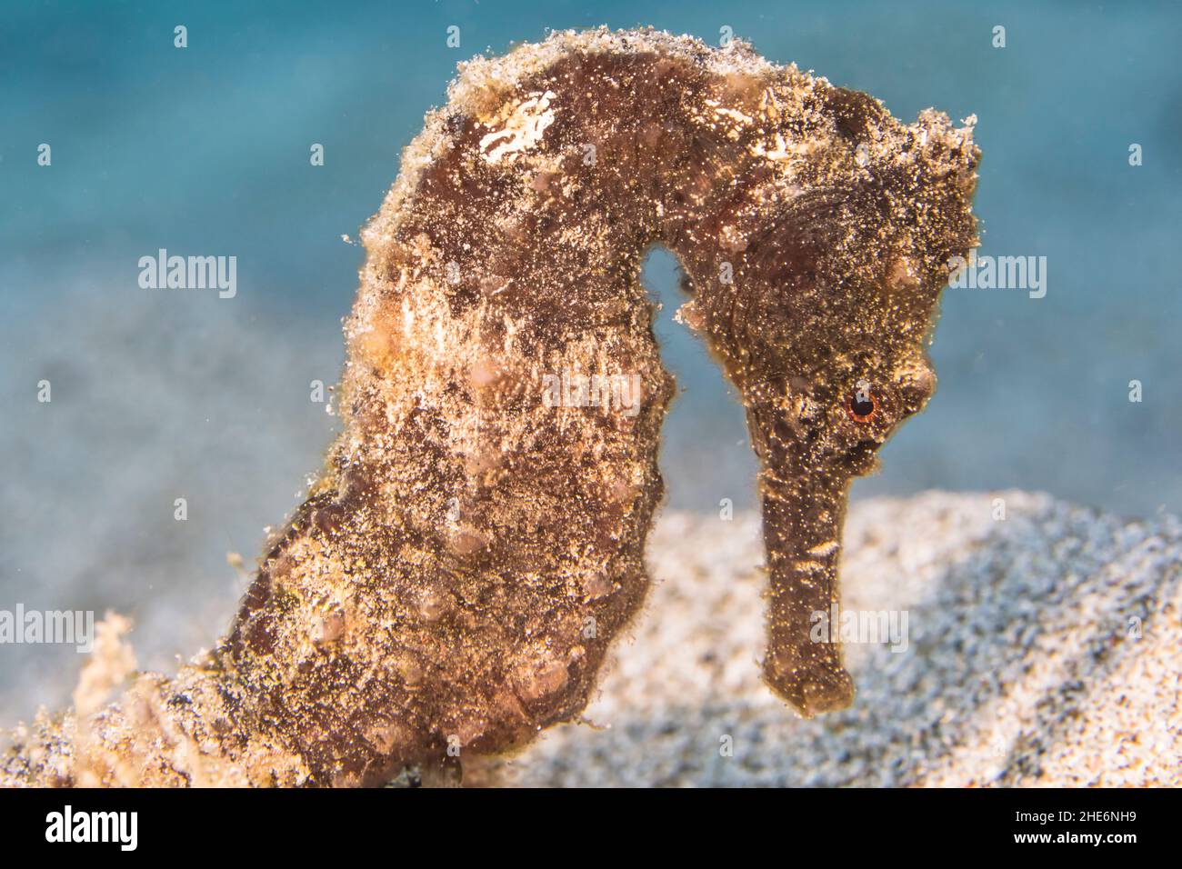 Real underwater seahorse hi-res stock photography and images - Alamy