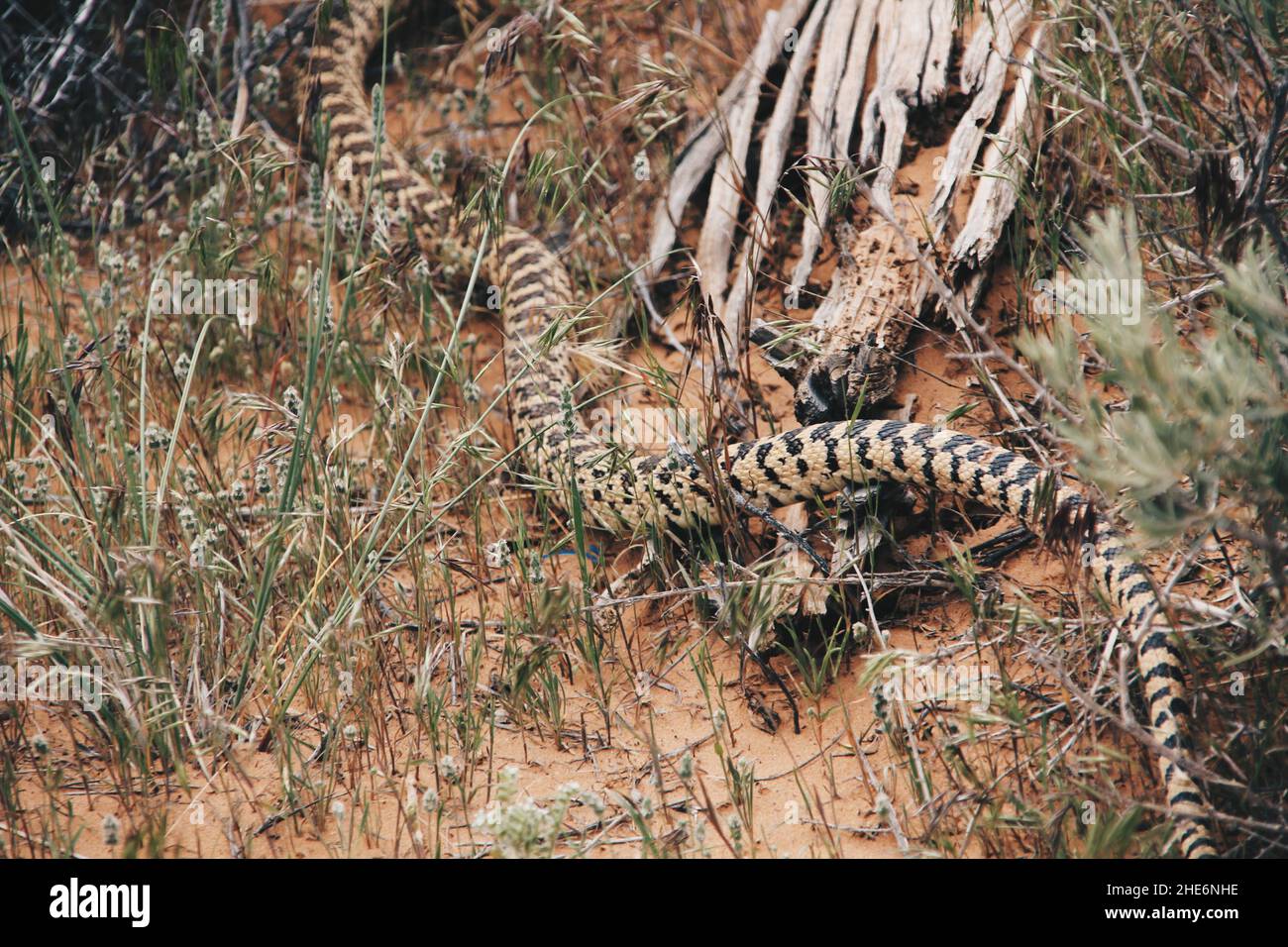 Bullsnake hi-res stock photography and images - Alamy