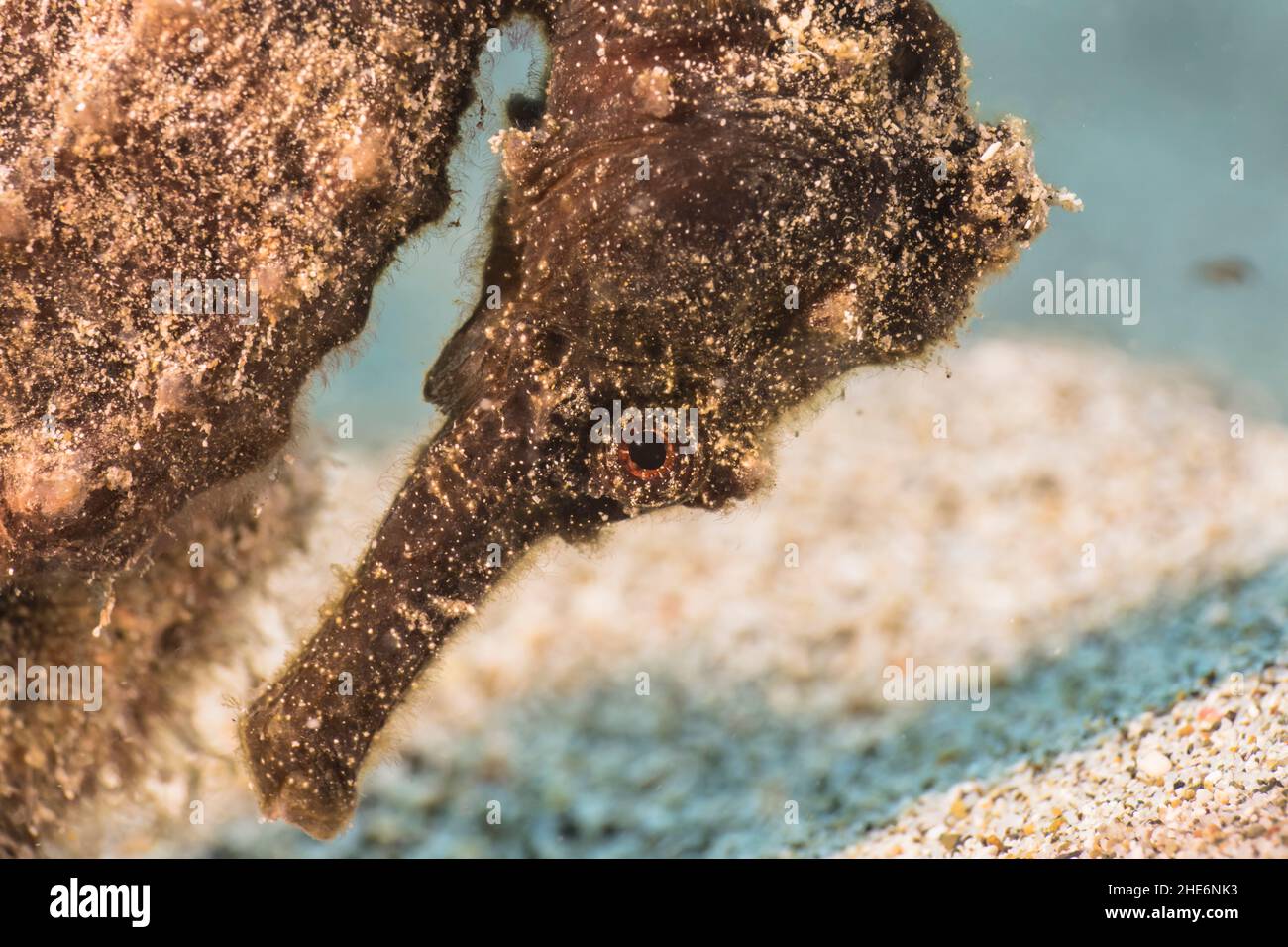 Close up, macro of Seahorse in the reef of the Caribbean Sea, Curacao ...