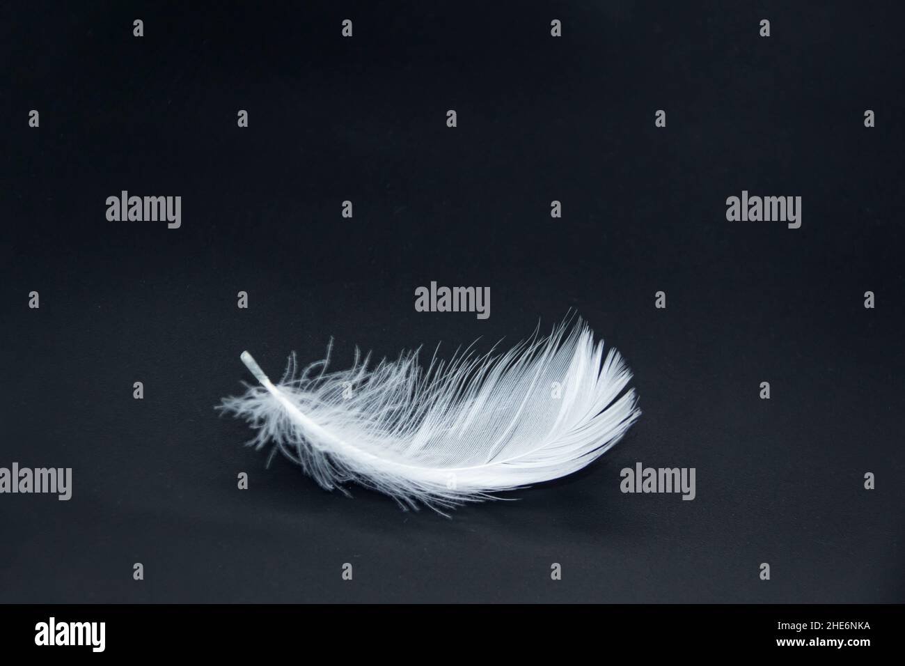 A single white feather isolated on a black background Stock Photo - Alamy