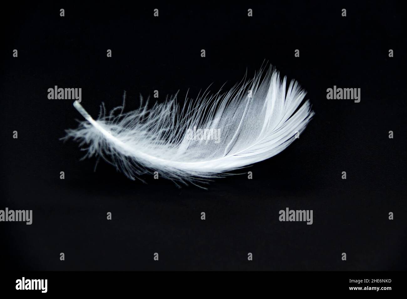 A single white feather isolated on a black background Stock Photo - Alamy