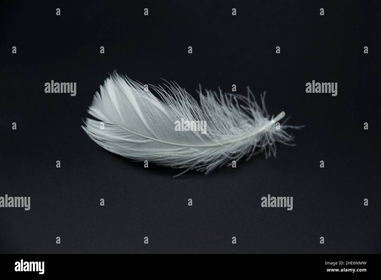 A single white feather isolated on a black background Stock Photo - Alamy