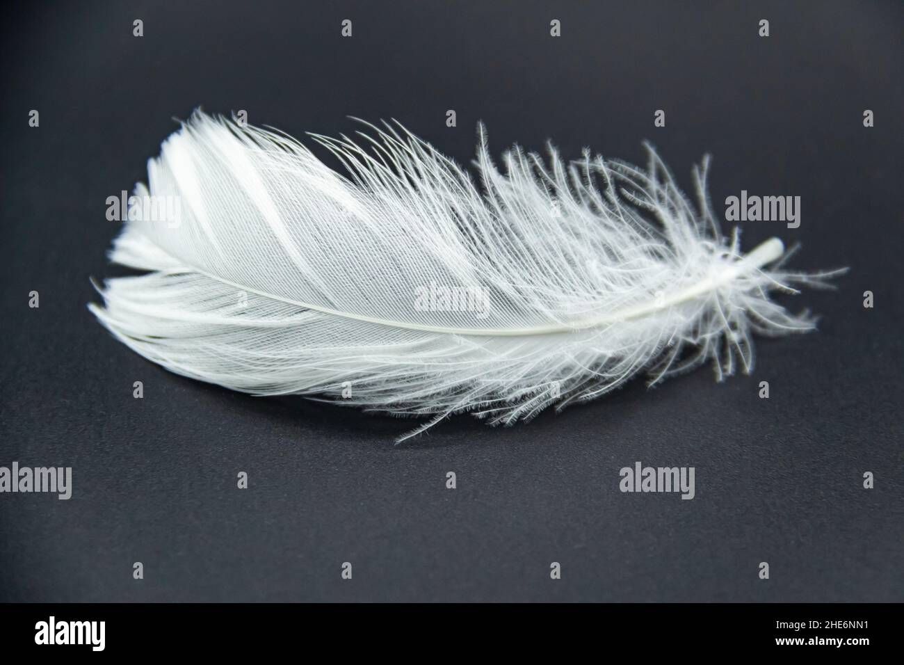 A single white feather isolated on a black background Stock Photo - Alamy
