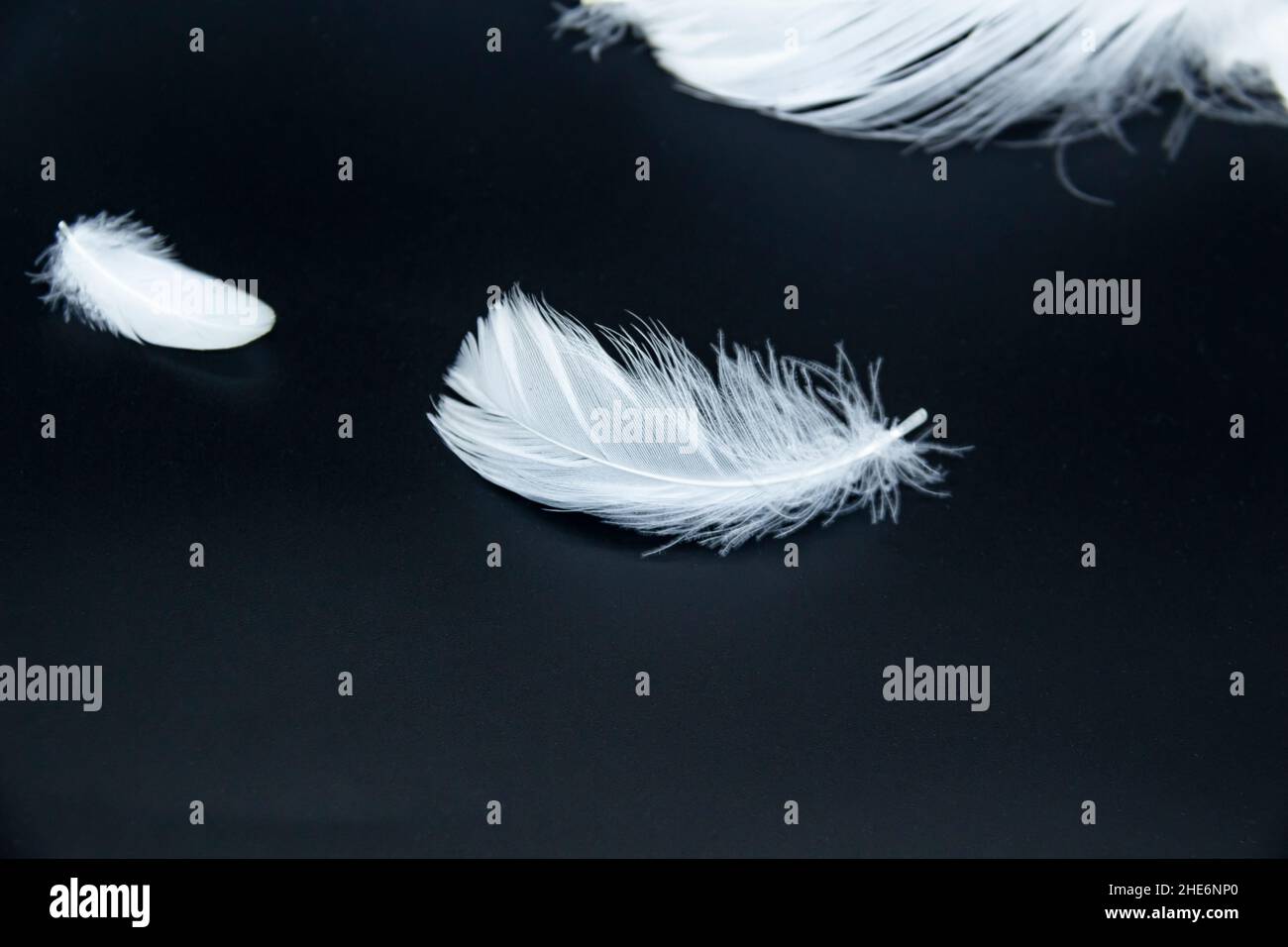 Isolated plumelet of hi-res stock photography and images - Alamy