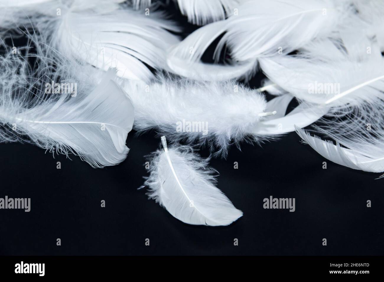 Isolated plumelet of hi-res stock photography and images - Alamy