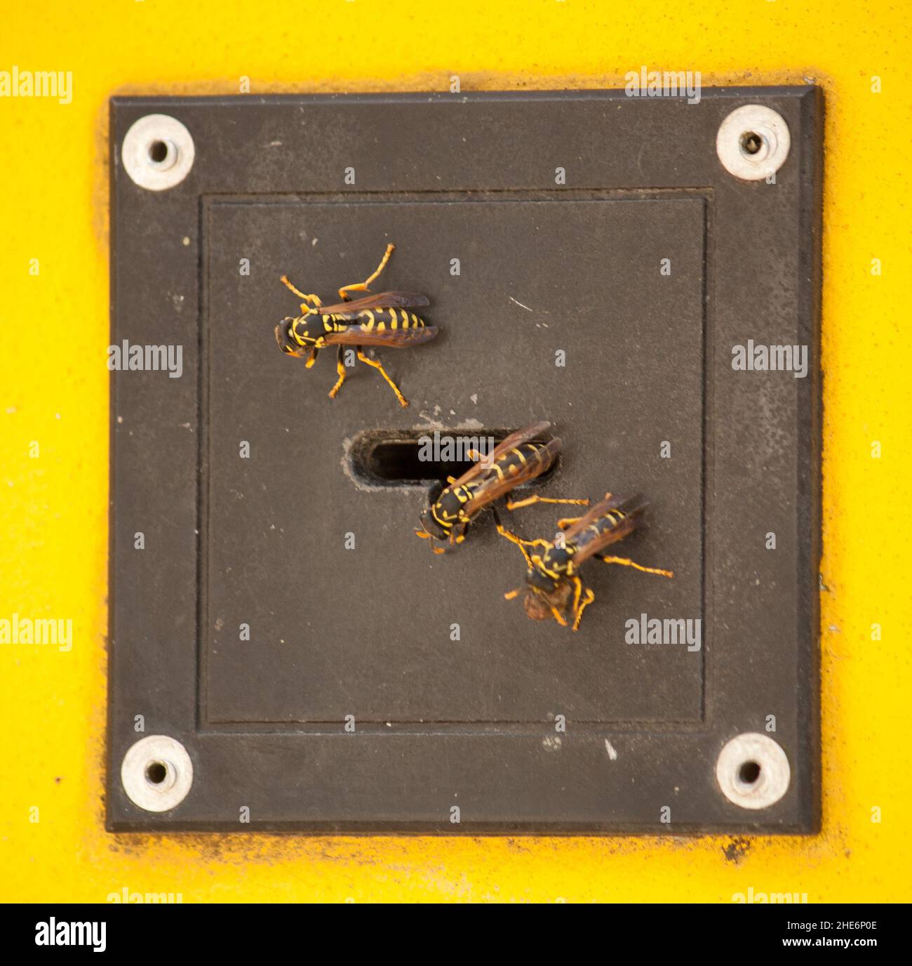 Wasp's nest in an electronic lock in Berlin Stock Photo - Alamy