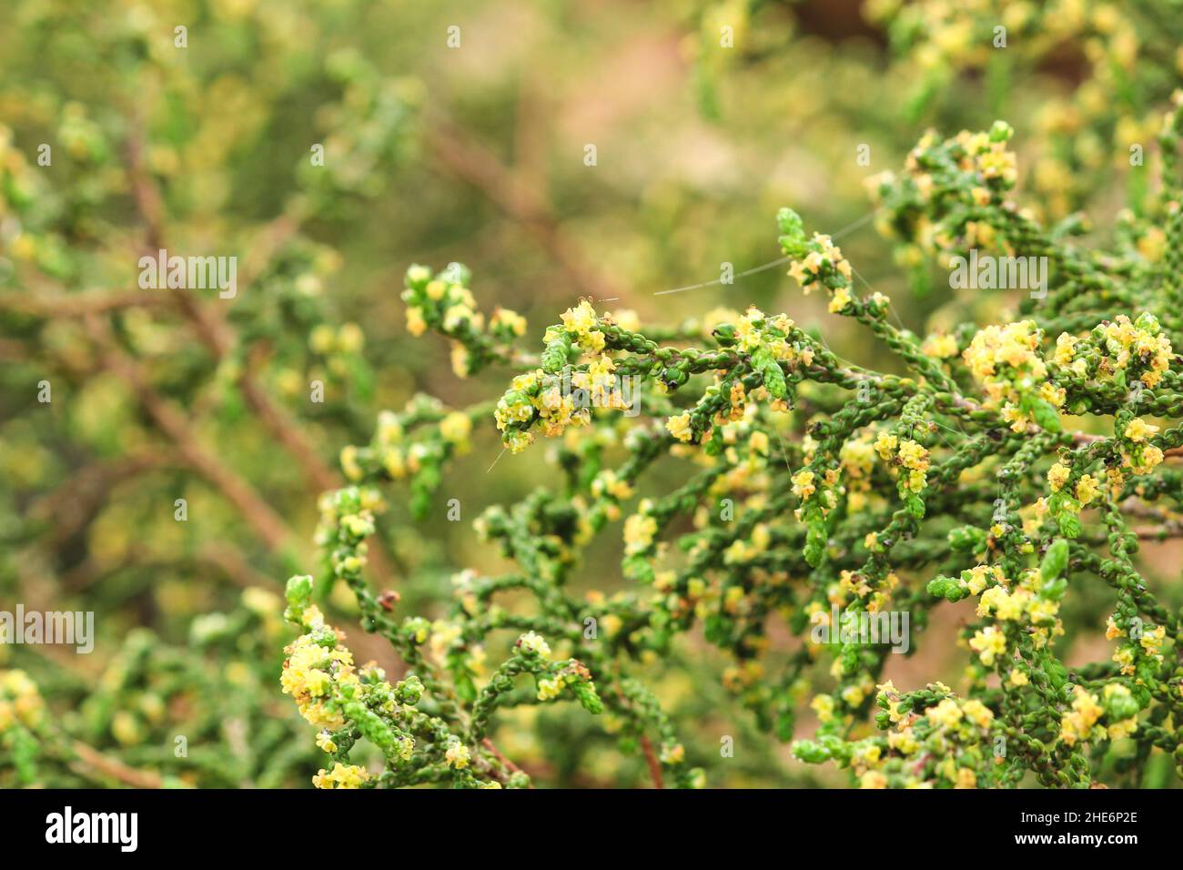 Thymelaea Hirsuta mediterranean plant in the mountain in Spain Stock ...