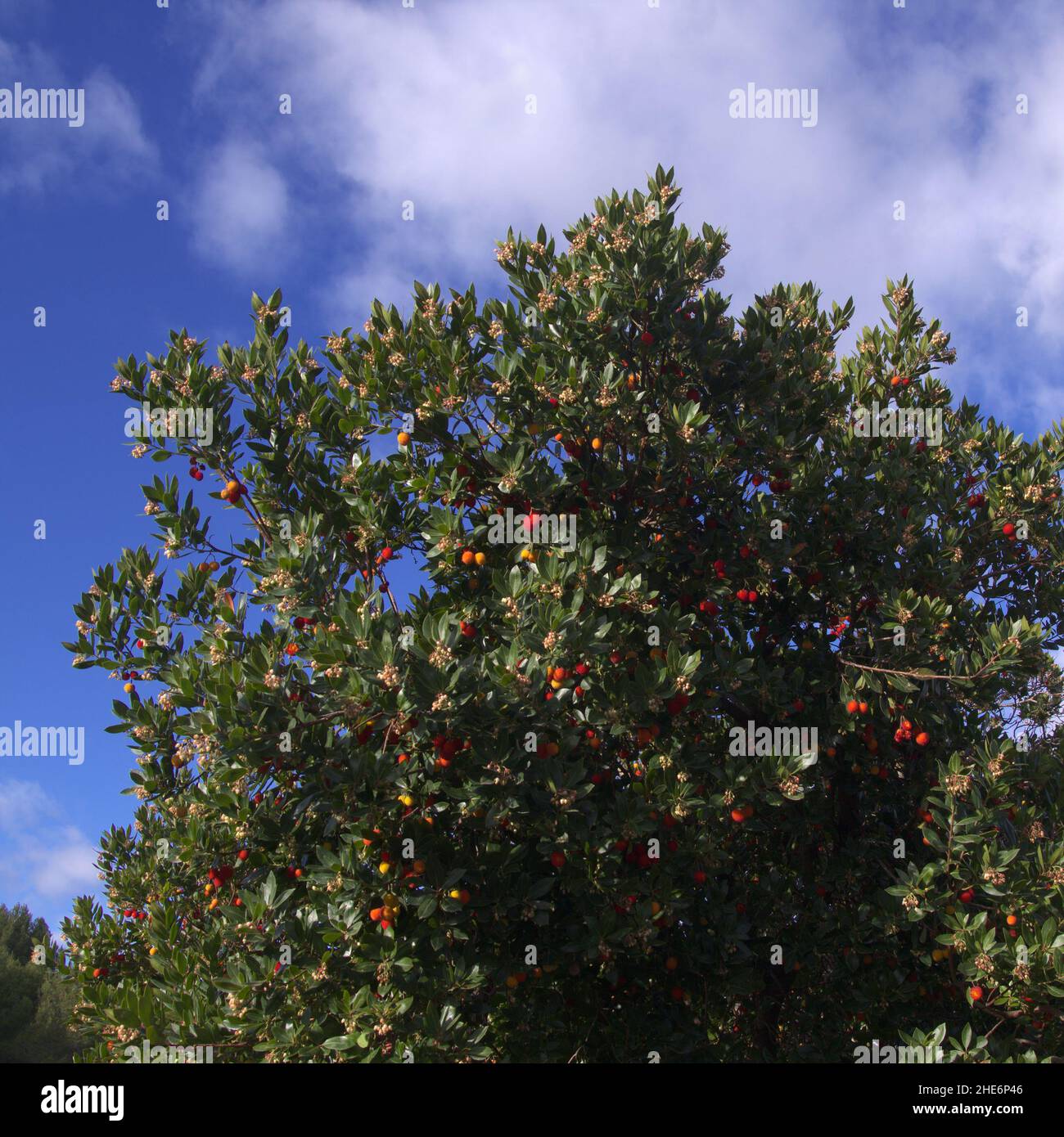 Flora of Spain - Arbutus unedo, strawberry tree, fruiting and flowering ...