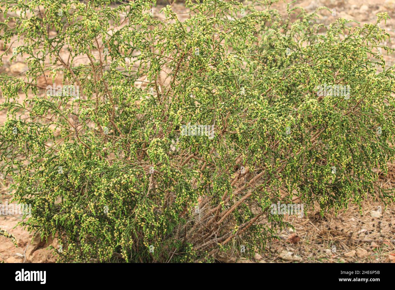 Thymelaea Hirsuta mediterranean plant in the mountain in Spain Stock ...