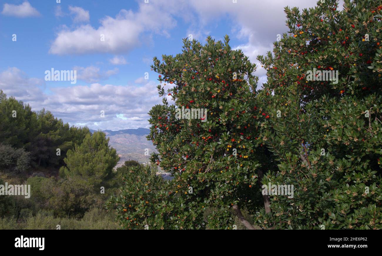 Flora of Spain - Arbutus unedo, strawberry tree, fruiting and flowering ...