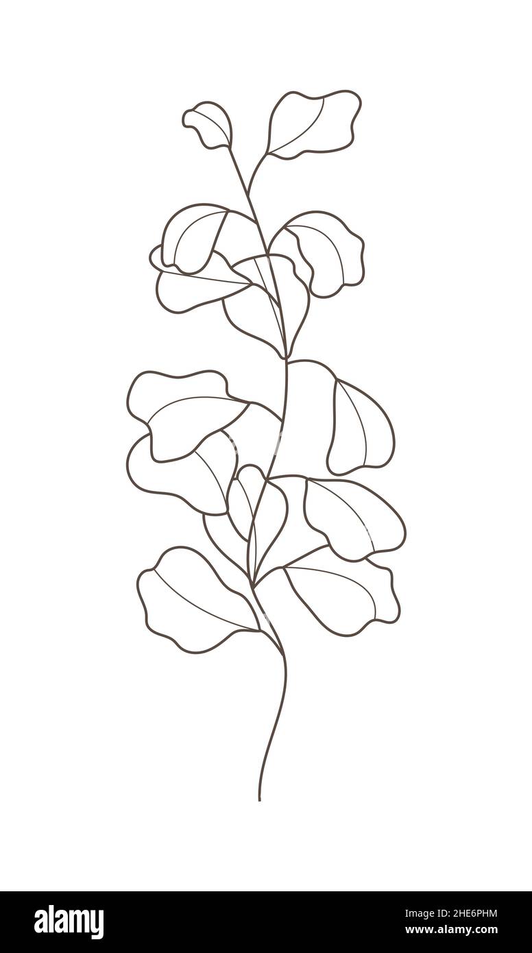 Eucalyptus branch vector in line style. Bohemian eucalyptus leaves ...