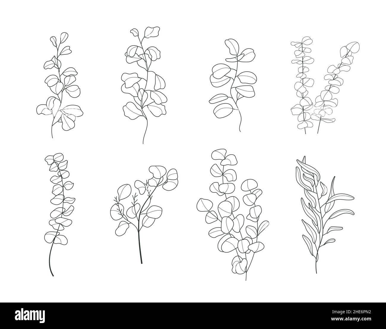 Eucalyptus branch vector set in line style. Bohemian eucalyptus leaves ...