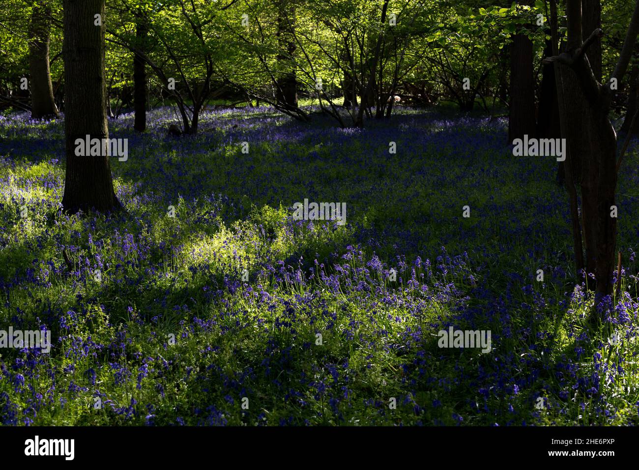 A traditional blue bell wood located in a wild forest deep in the ...