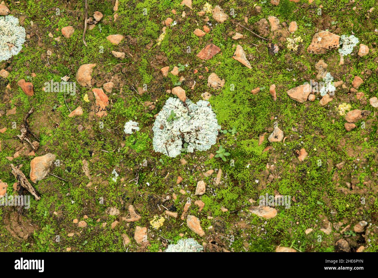 Colorful lichen on soil in the mountain in Spain Stock Photo - Alamy
