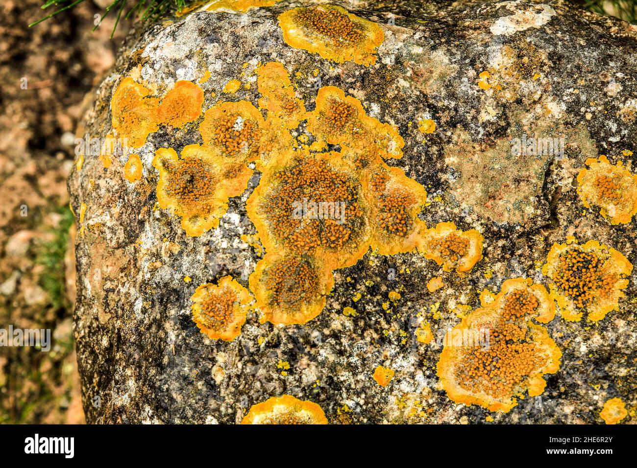 Colorful lichen and moss on soil and stones in the mountain in Spain ...