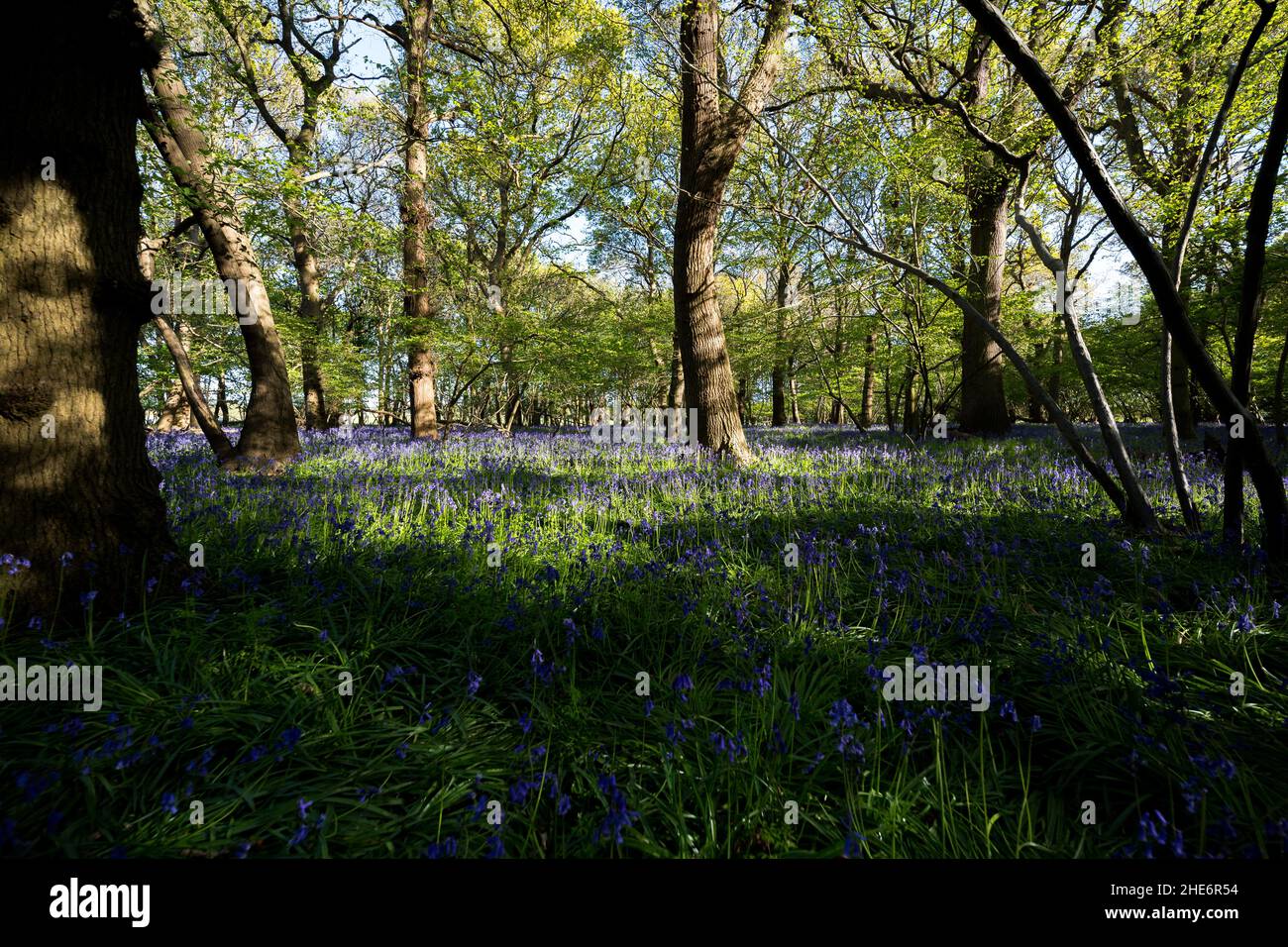 A traditional blue bell wood located in a wild forest deep in the ...