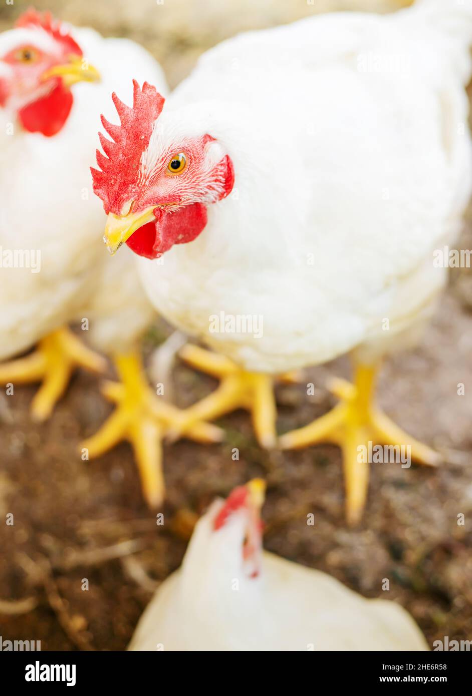 Broiler chickens feeding hi-res stock photography and images - Alamy